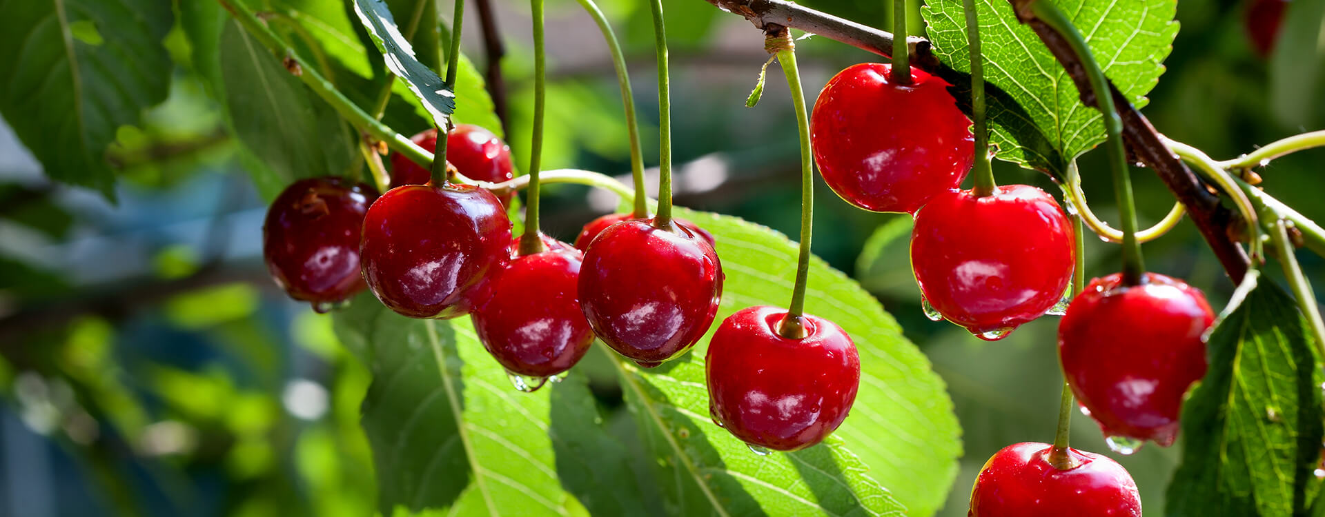 Agricell Crop Science